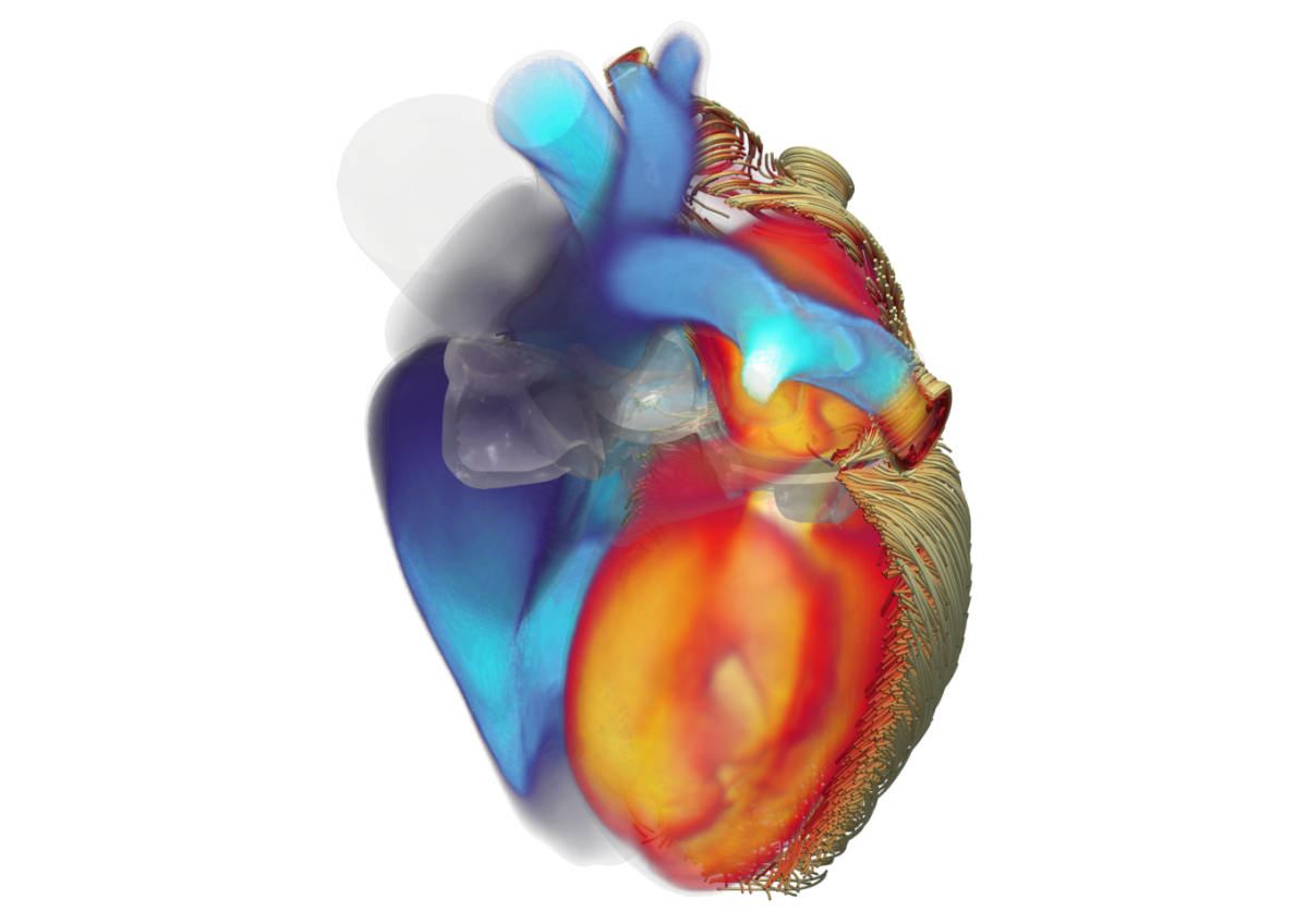 iHEART Simulator, un modello matematico del cuore per rivoluzionare la ...