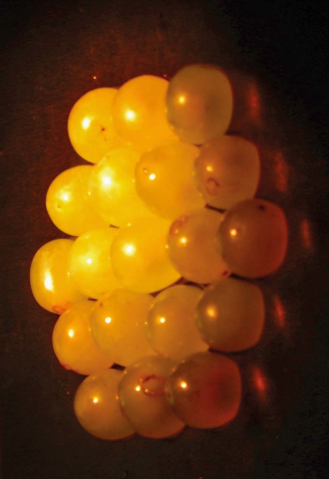 The robot makes its way into the vineyard - Agri Machines World