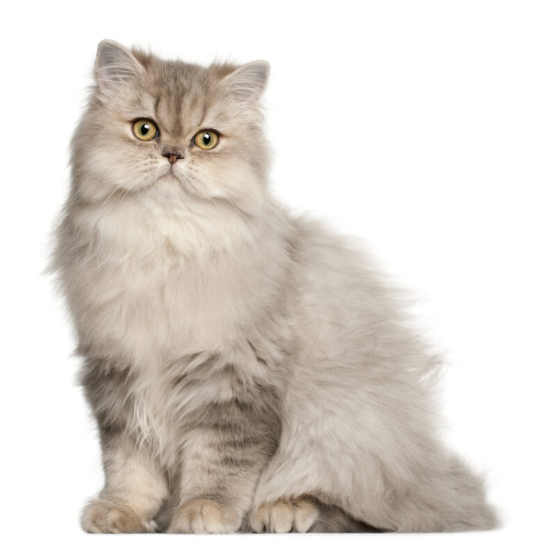 Persiano