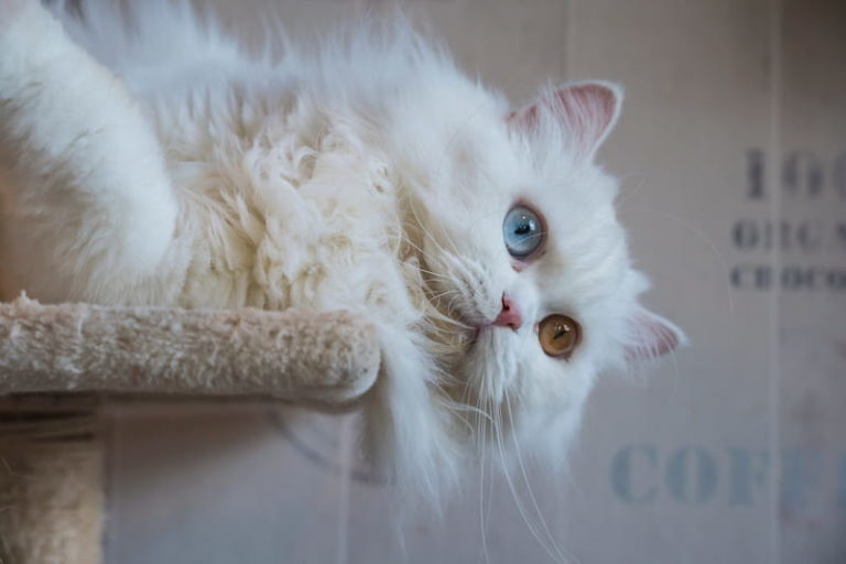 Il gatto persiano: la bellezza aristocratica proveniente dall'antica Persia