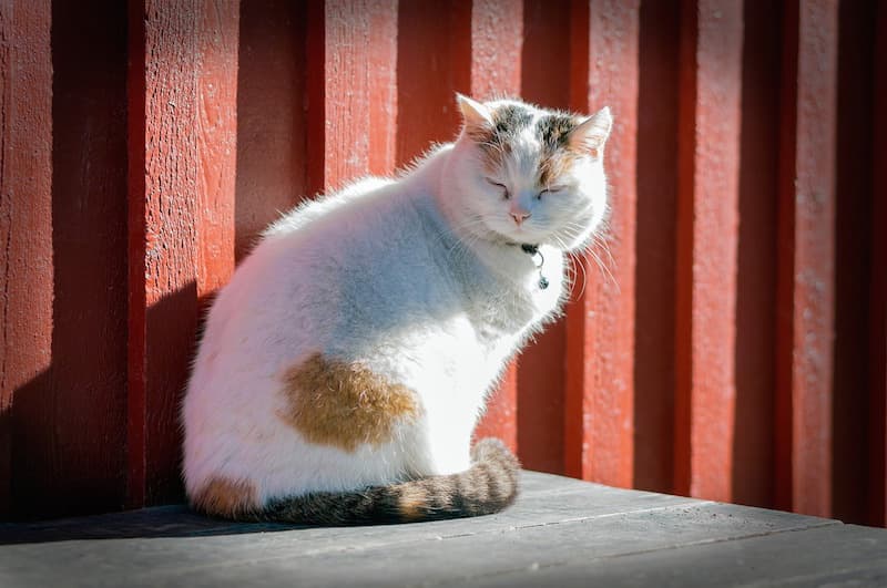 Le fusa del gatto potrebbero aver un effetto benefico sull'uomo?
