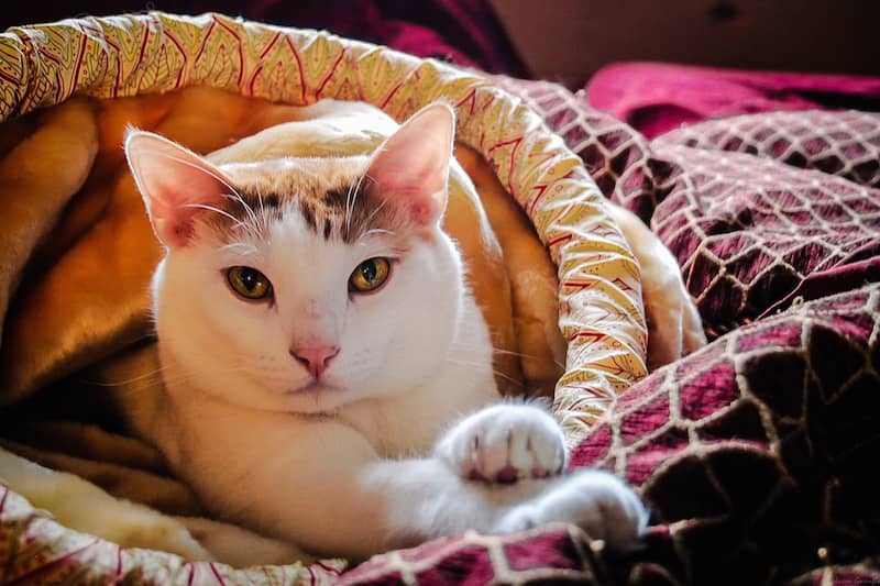 Come fanno i gatti a fare le fusa?