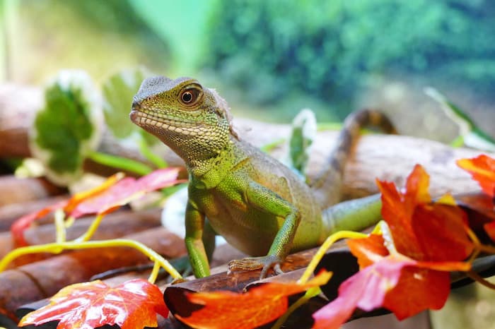 Come maneggiare un rettile? Ecco alcune regole da seguire