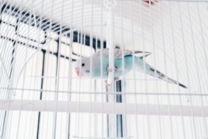 Riproduzione delle cocorite: tutto quello che c'è da sapere