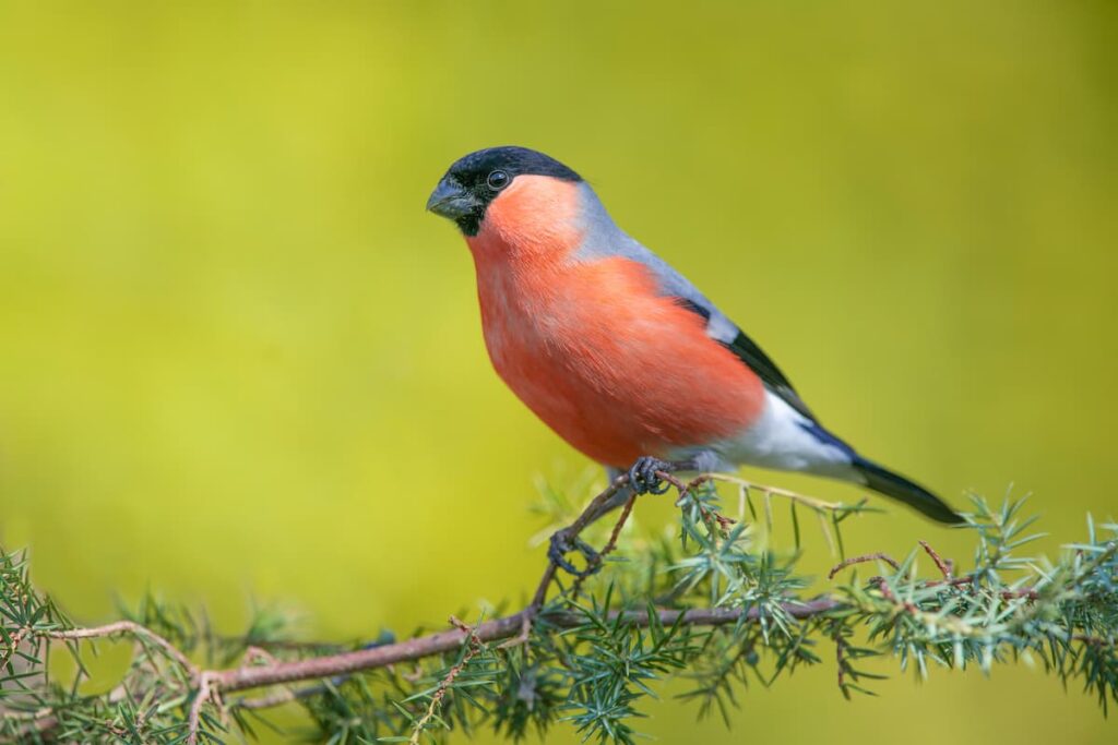 Il ciuffolotto, uccello rosso dalle grandi capacità canore