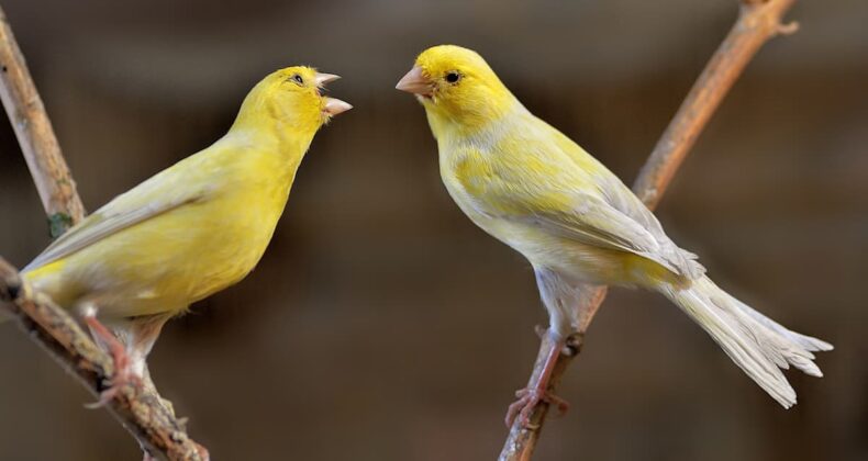 Il comportamento dei canarini: qual è il significato del loro canto?