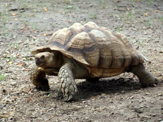 La testuggine “gigante” africana