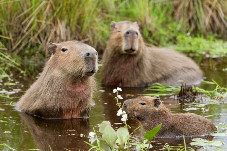 Il capibara, il gigante dei roditori