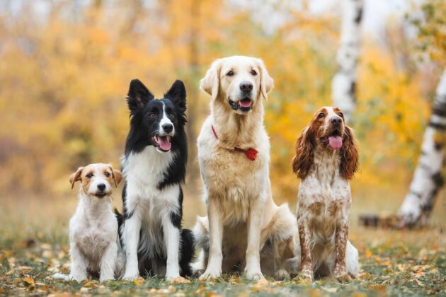 Cos'è il pedigree di un cane e come ottenerlo?