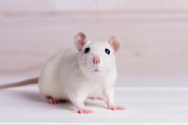 L’intelligenza del ratto