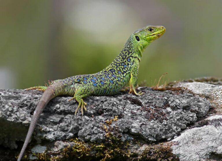 Rettili presenti in Italia in natura