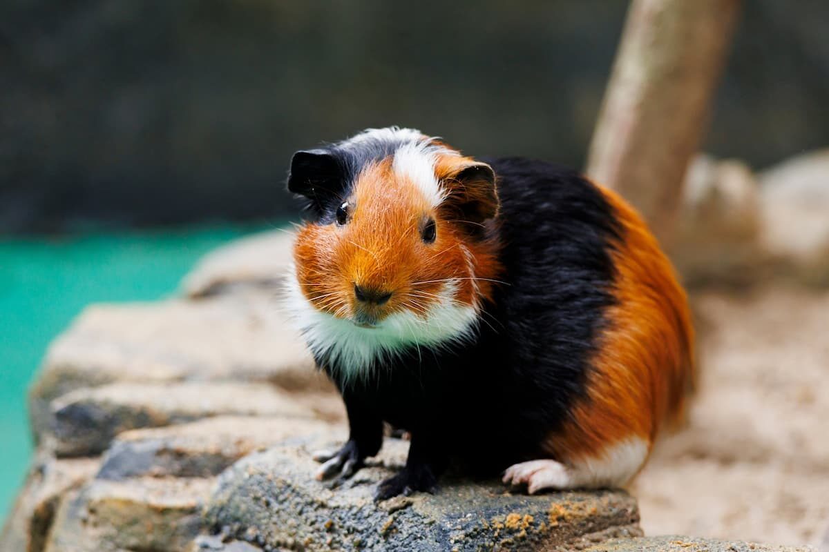 La cavia con problemi di cuore