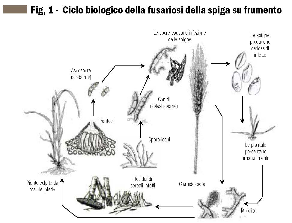 Come contrastare la Fusariosi della spiga