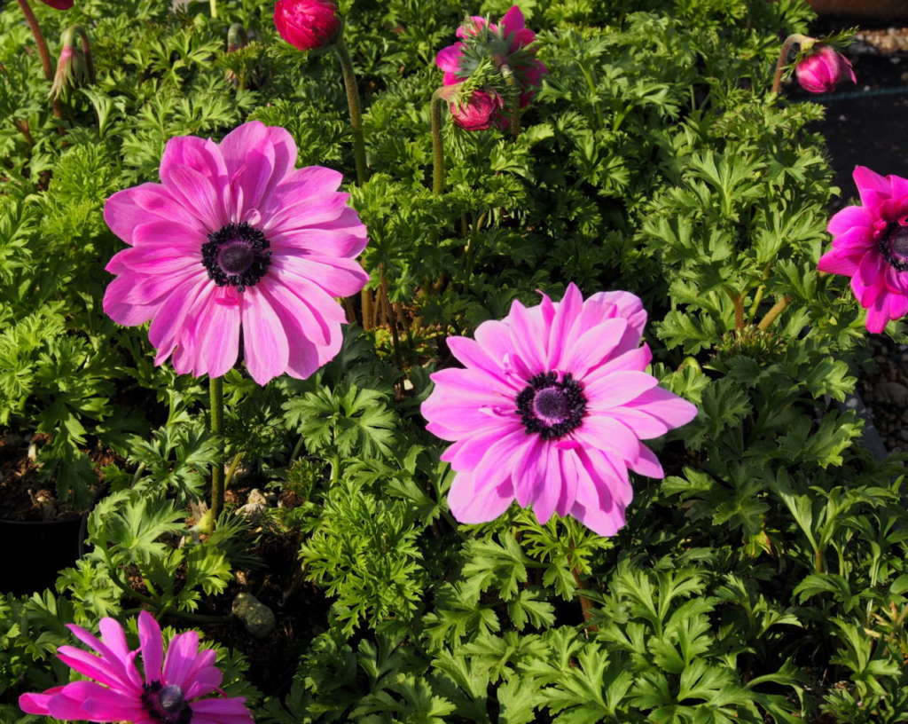 Anemone, un fiore per tutte le stagioni