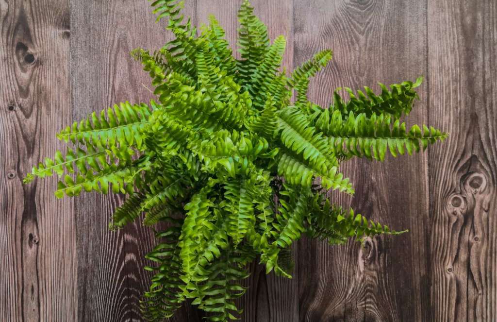 Felce di Boston, la pianta antismog