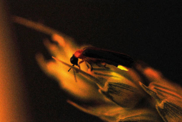 La lucciola: il piccolo insetto luminoso - EYE DOCTOR
