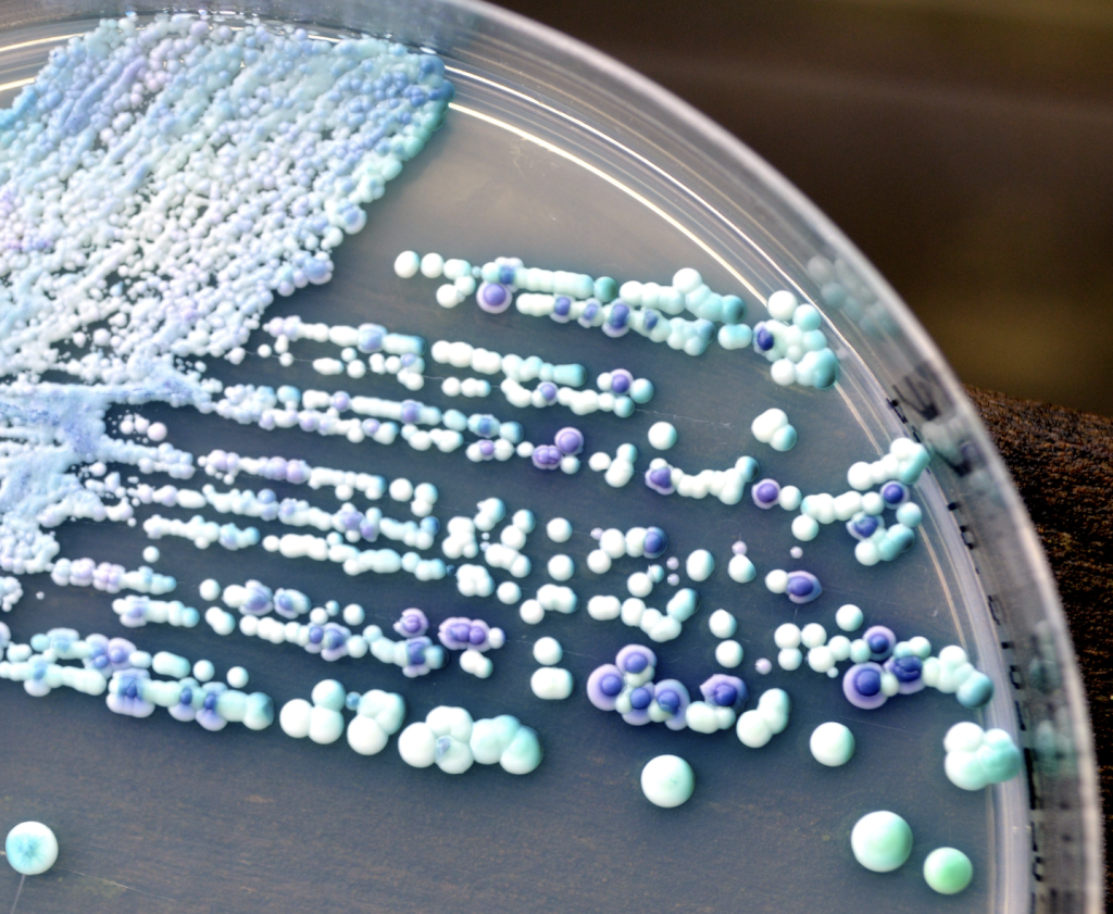 Candidosi nell'adulto, approvato nuovo farmaco - Farmacia Ospedaliera