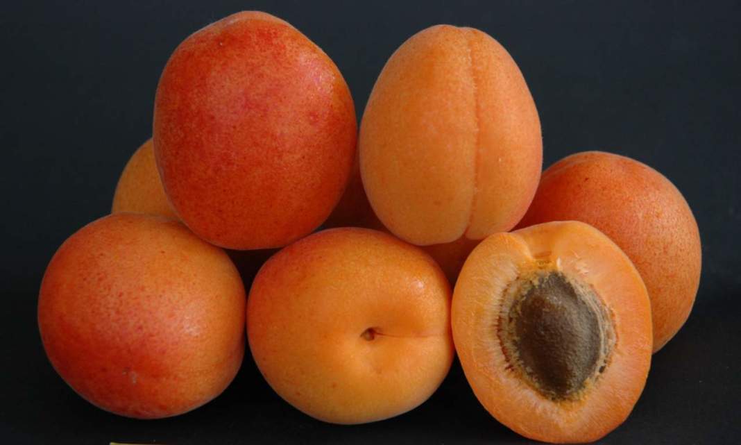 Maspes, dal Crpv nuove varietà di albicocco e pesco più resistenti