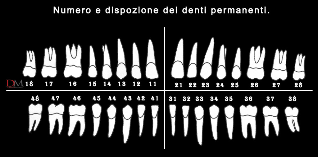 Numerazione denti: i sistemi di classificazione più utilizzati