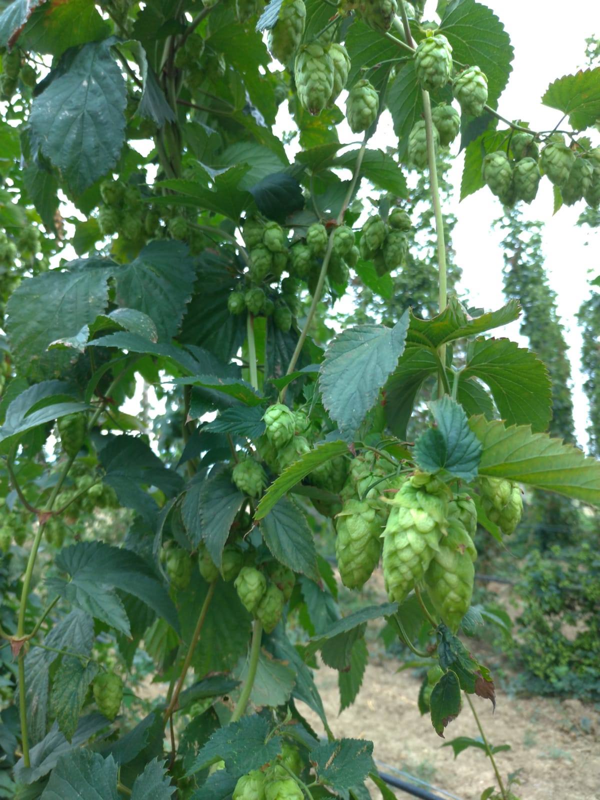 La sfida del Luppolo Made in Italy - Imbottigliamento