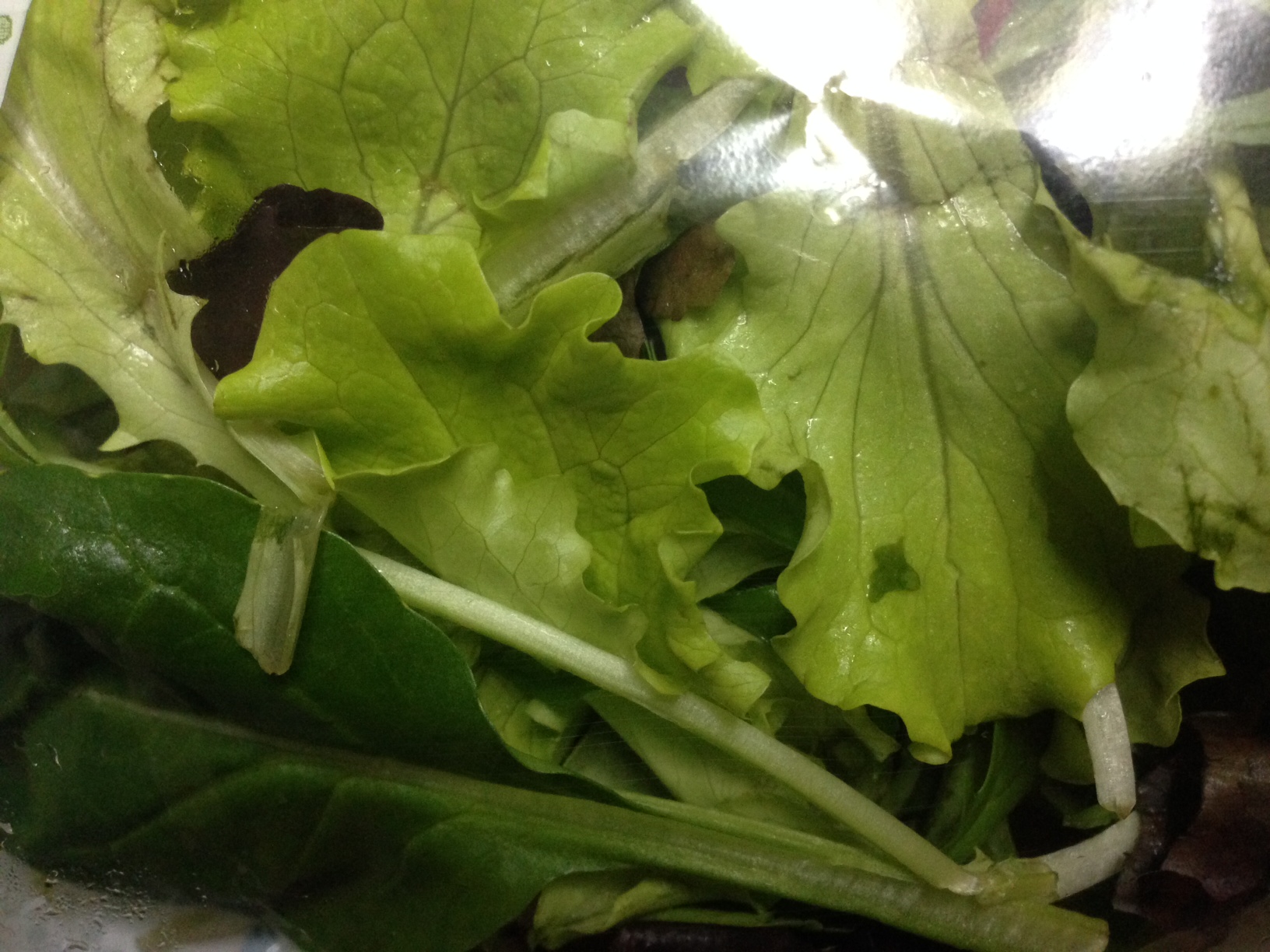 The salads, how to ensure freshness and appearance while respecting the ...