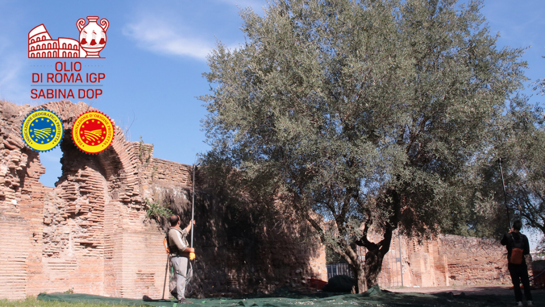 Olio di Roma Igp e Sabina Dop: eccellenze italiane - Olivo e Olio