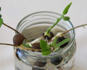 Talea: come farla con l'ormone radicante - Passione in verde