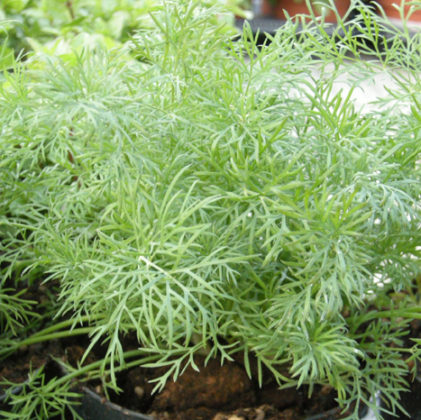 Aneto, come coltivare l'aroma del Nord Europa - Passione in verde