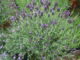 TALEA di lavanda: come farla - Passione in verde