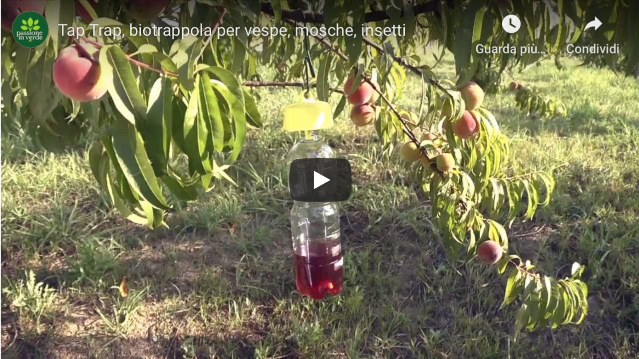 Tap Trap, Biotrappola per vespe, mosche, insetti - Passione in verde