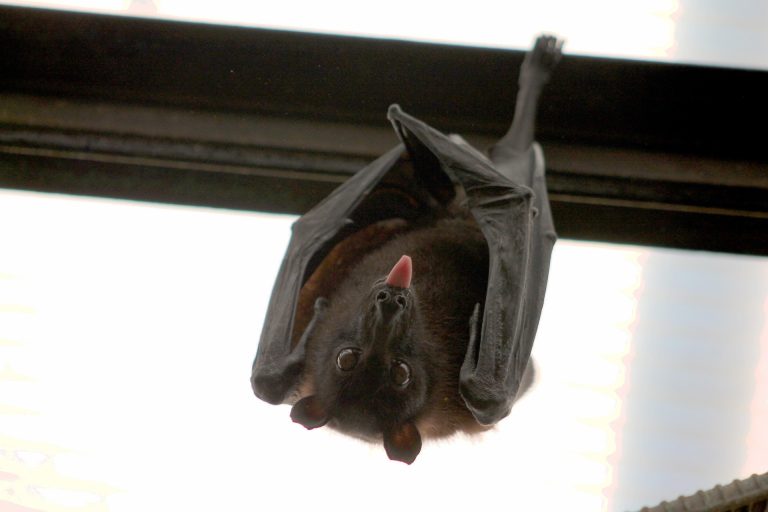 Simbologia: il pipistrello va dalla morte alla resurrezione - Passione ...