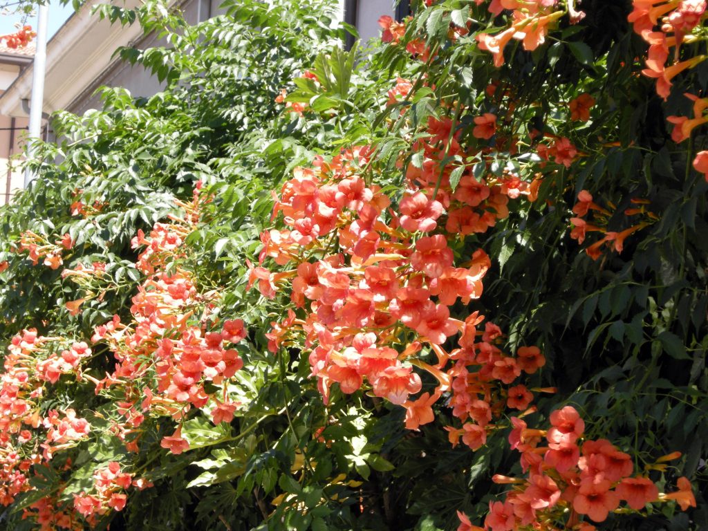 Bignonia, la rampicante indistruttibile - Passione in verde