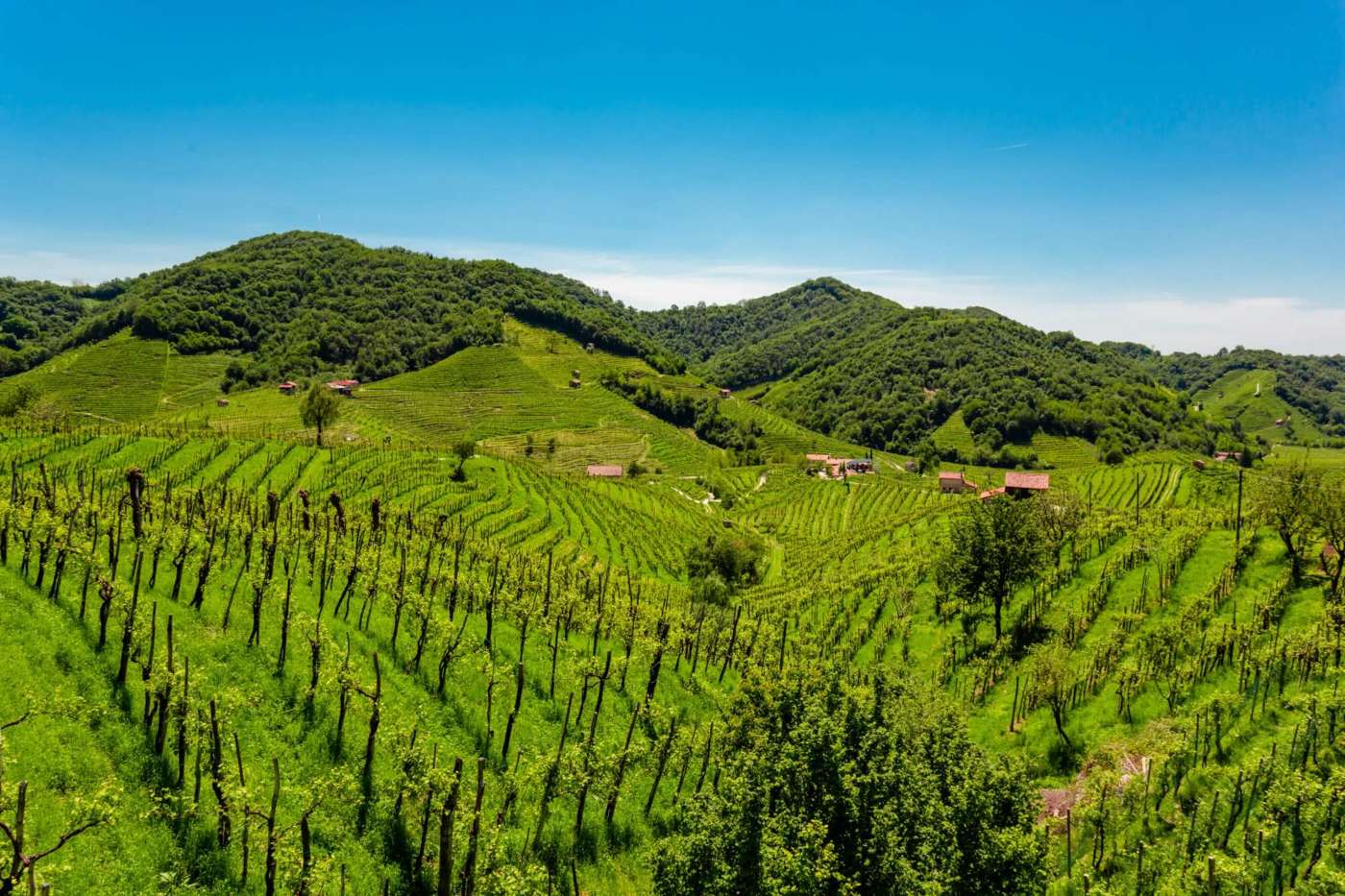 Le Colture, così si crea un sistema attorno al Prosecco | Ristoranti Web
