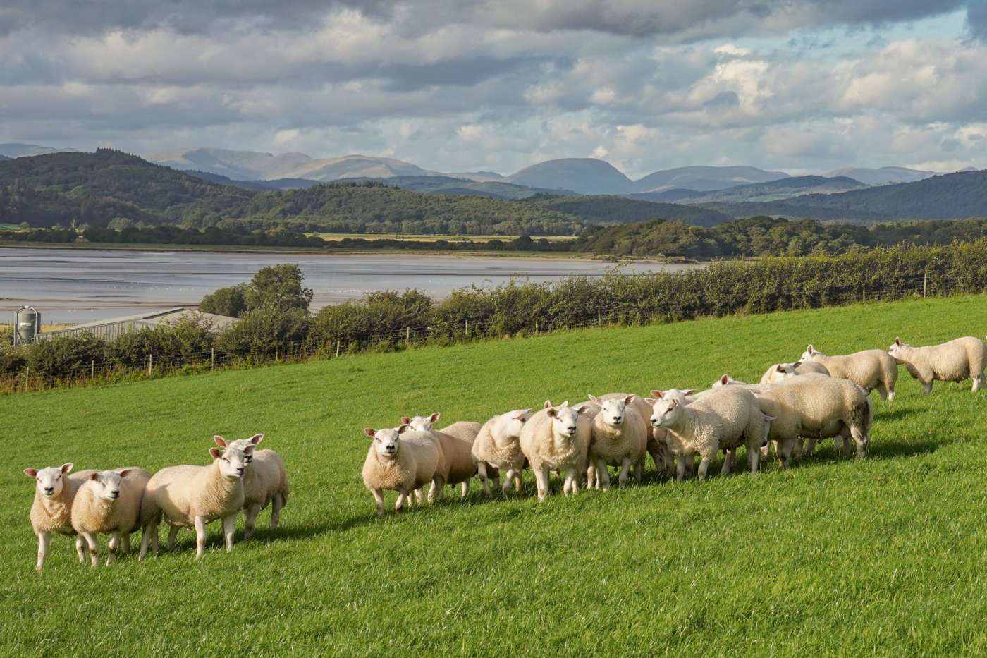 French rack di agnello britannico, quando il taglio giusto fa la ...