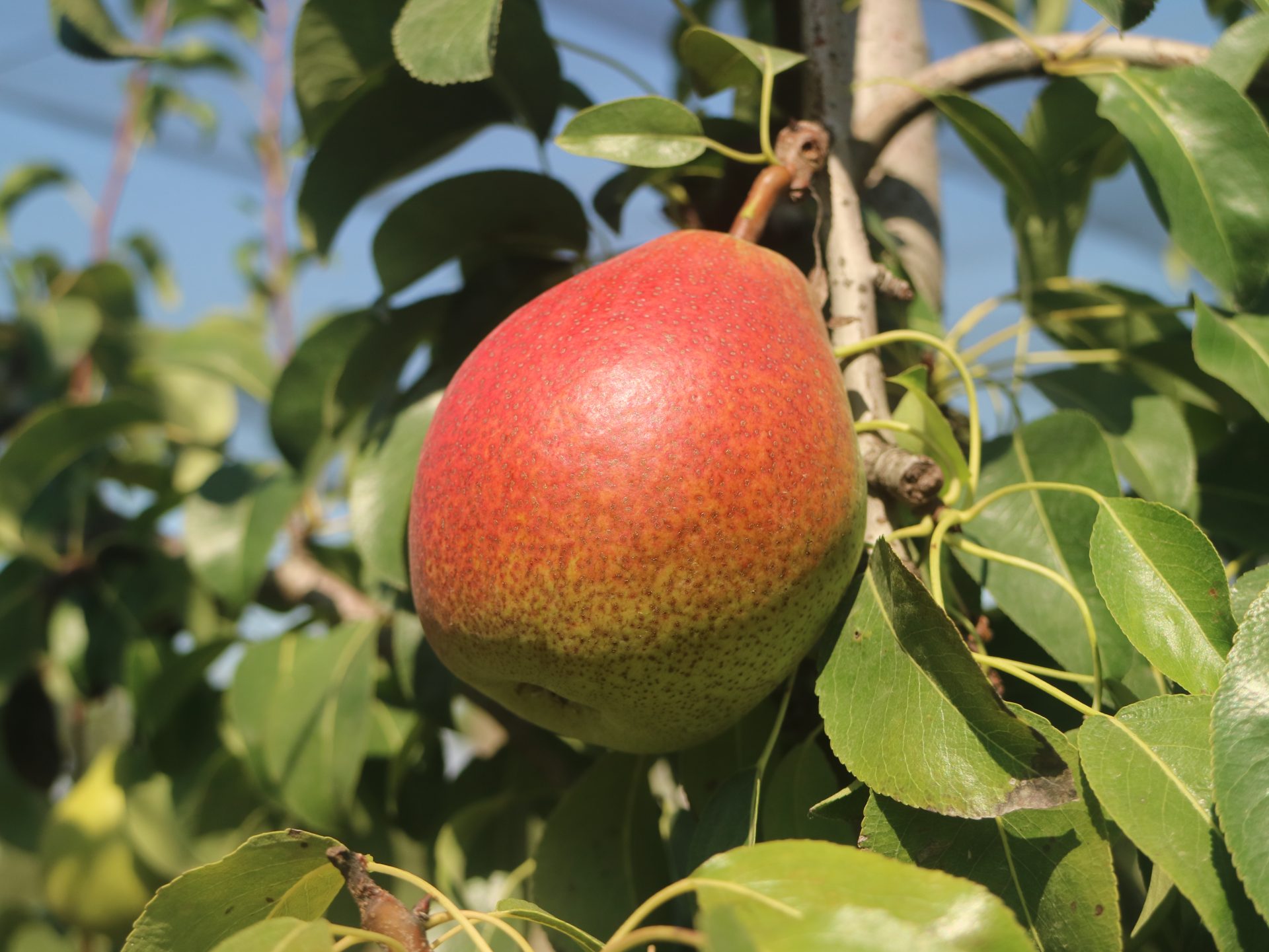 Cheeky è la nuova pera per il mercato europeo - Frutticoltura