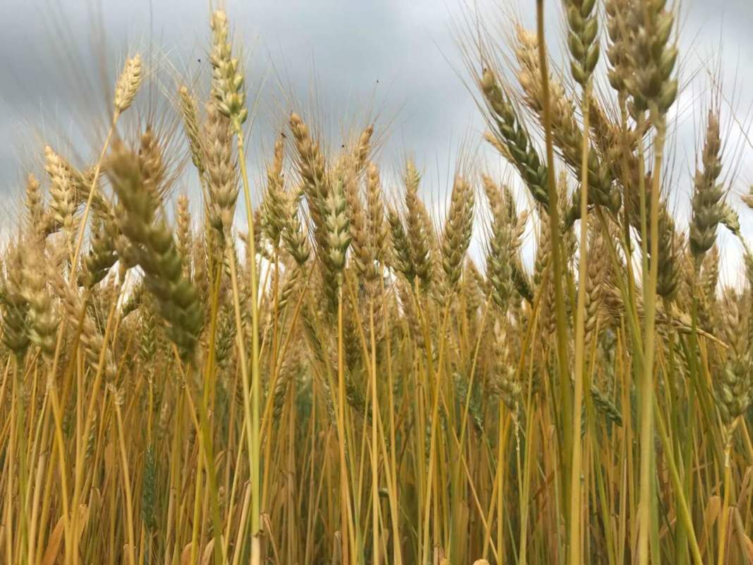 Frumento tenero, le varietà migliori per le semine 2022 - Terra e Vita