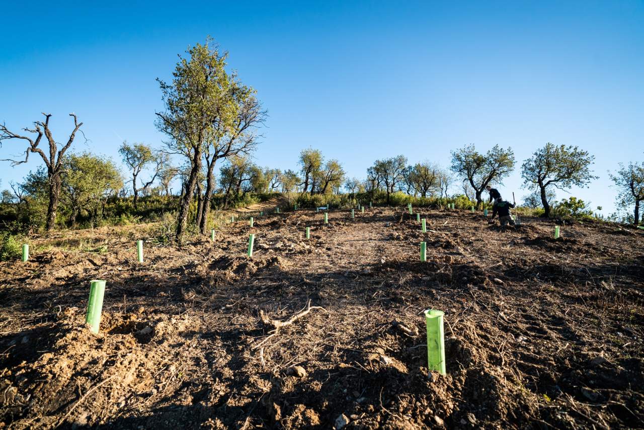 Valorizzare le sugherete, il contributo di Diam Bouchage - VVQ - Vigne ...