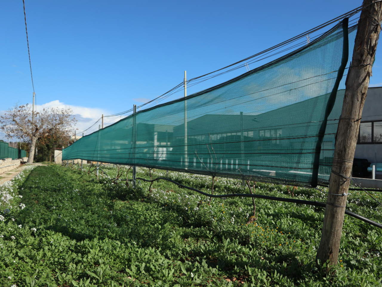 Il nuovo Vigne Plus System® di Arrigoni per la protezione dell'uva ...