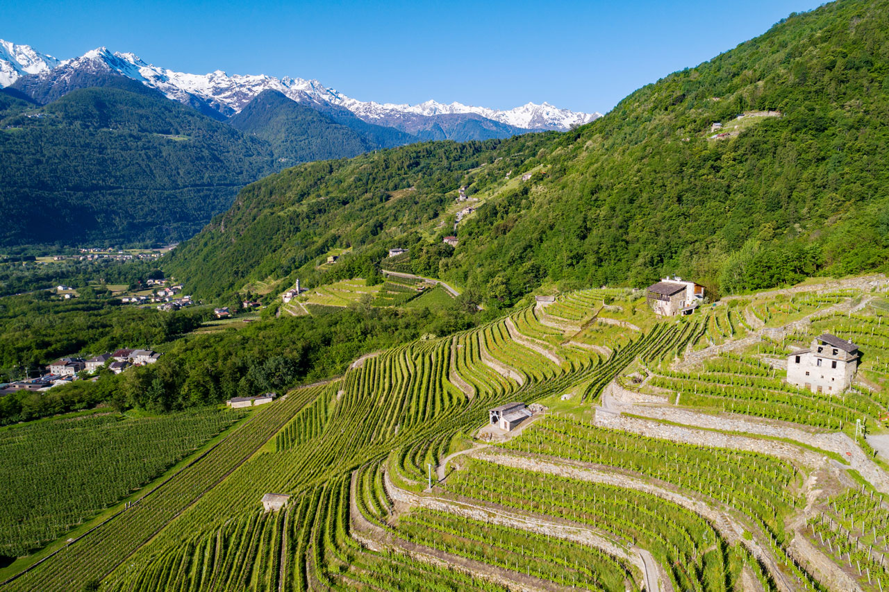 5,2 milioni di Euro per i vigneti lombardi - VVQ - Vigne, Vini & Qualità